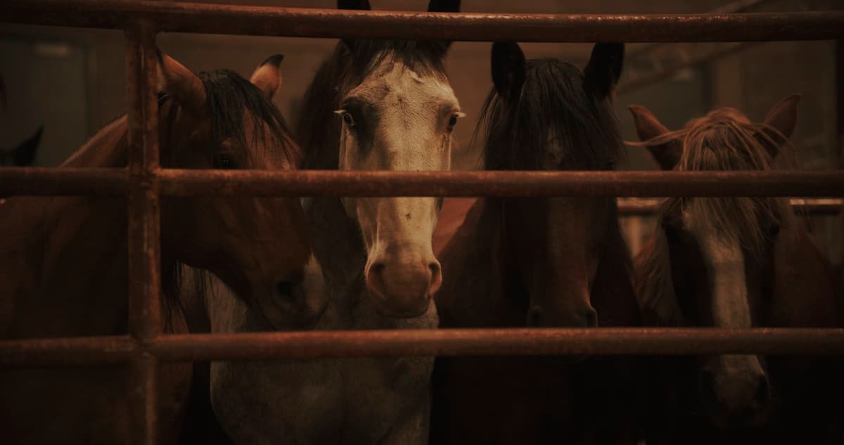 Miss Rodeo Canada — Canadian Finals Rodeo